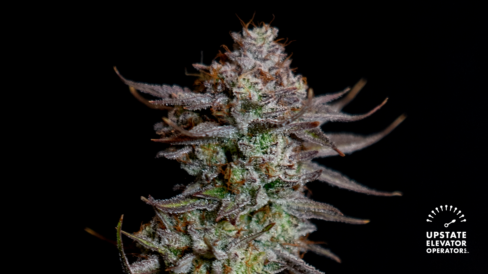 Elvis Glue Named Best VT Strain 2023 | Green State Dispensary